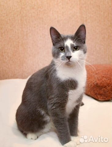 Молоденький котик с интересным окрасом