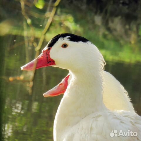 Мулард утята суточные / Франция, не украина