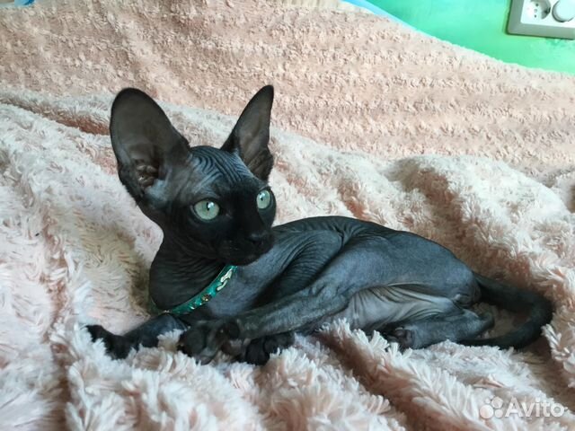 Котята канадского сфинкса с документами