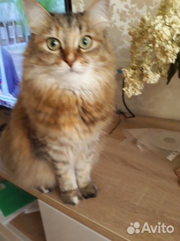 Отдам любимую и дорогую кошку Сонечку