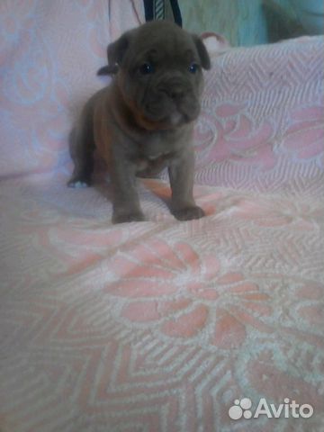 Алиментный щенок булли