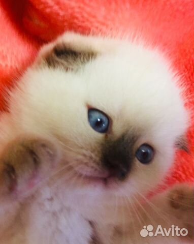 Плюшевое счастье