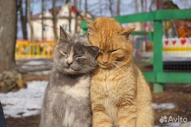 Рыжий котик и черепаховые кошечки в дар