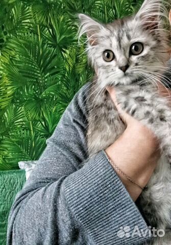 Кошечка котёнок