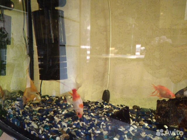 Аквариумные рыбки (3 золотые и сомик)