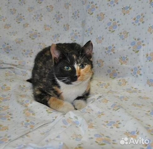 Котенок Лиза ищет семью