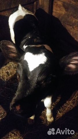 Телочку на племя