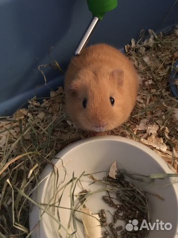 Морская Свинка Девочка 1,5 месяца