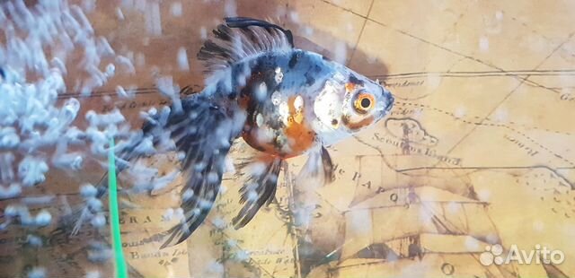 Золотая рыбка риукин ситцевый