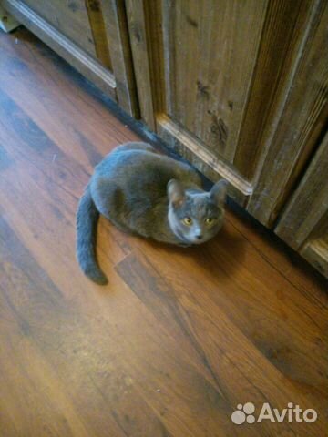 Очень красивые,умные котята