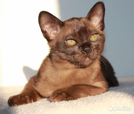 Бурма соболь