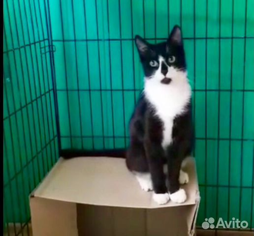 Ласковый мальчишка ищет свою семью