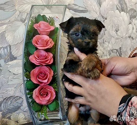 Веселые Йорки