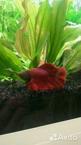 Петушок халфмун самец