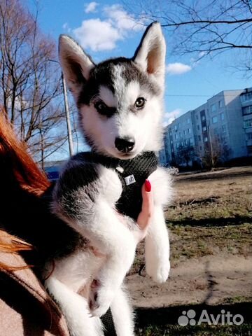 Сибирский хаски