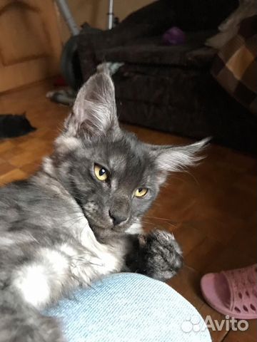 Дымная красавица от XXL родителей