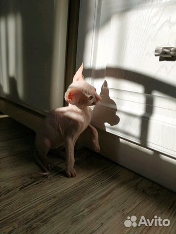 Котенок пушок
