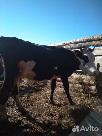 Коровы