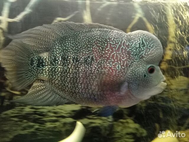 Аквариум с Флауэр хорном