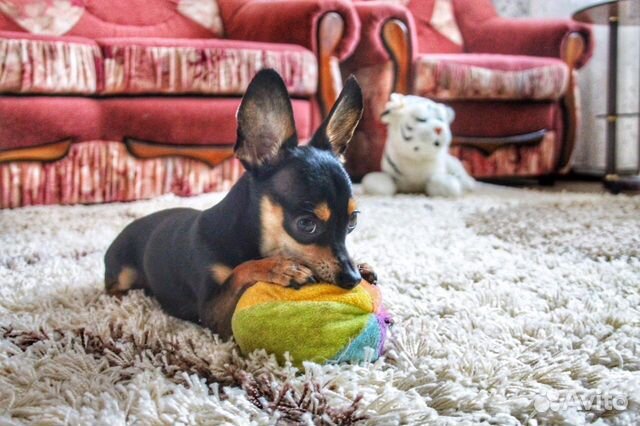 Вязка той-терьера