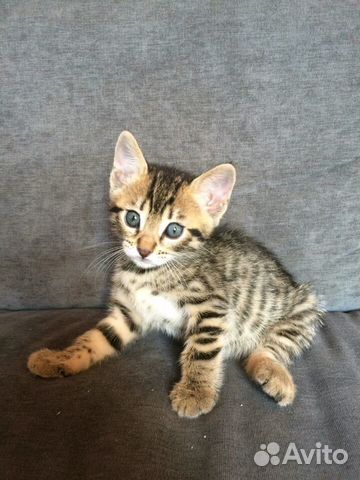 Бенгальские котята