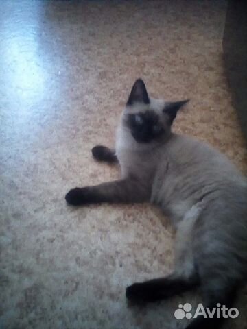 Сиамский Котенок