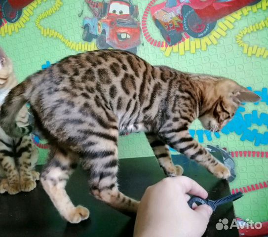 Красивые детки