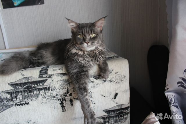 Кот приглашает на вязку