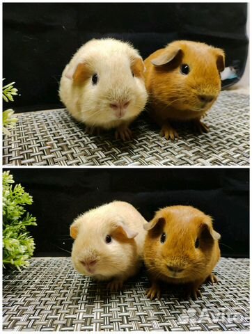 Морские свинки,две девочки