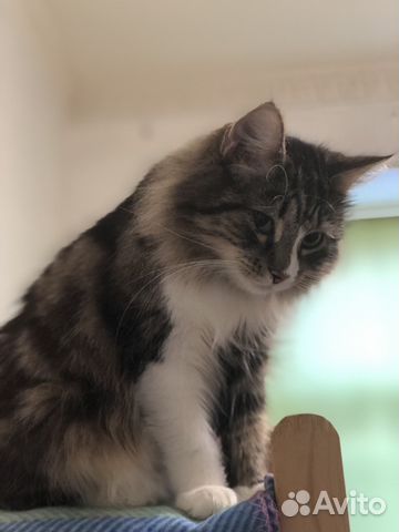 Сибирская кошка