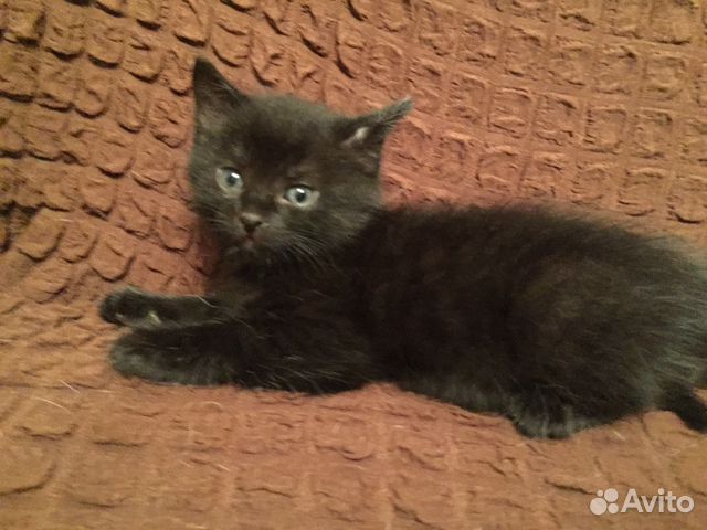 Котёнок чёрный,смоляной