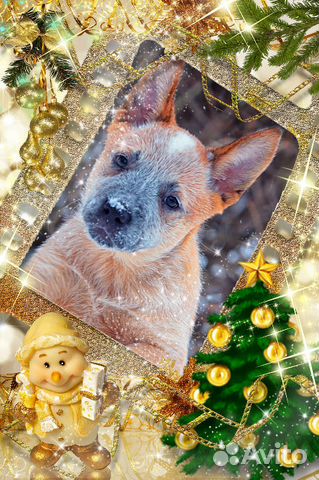 Австралийская овчарка - Хилер красные девочки