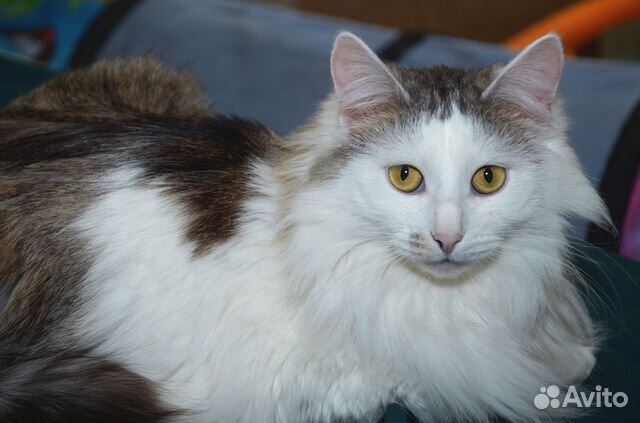 Шикарная кошка