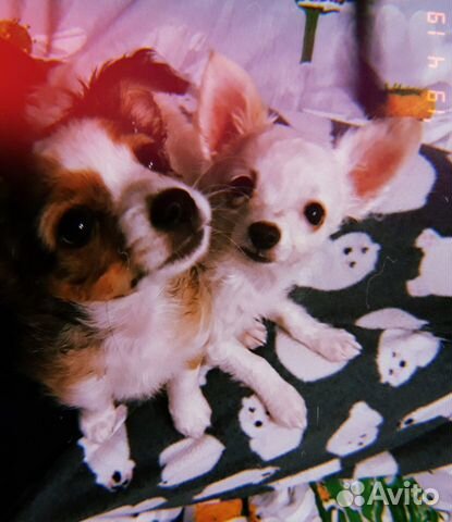 Пломбир и Жопастый ждут своего хозяина