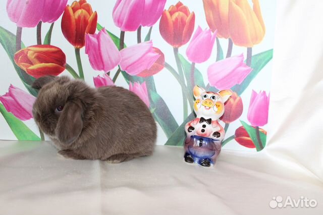 Карликовый кролик