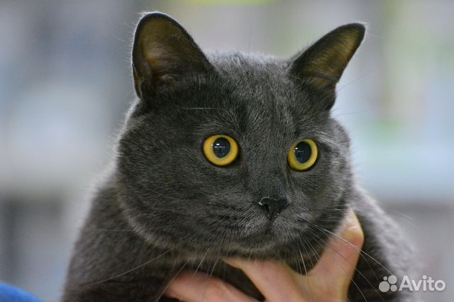 Брутальный кот ищет дом