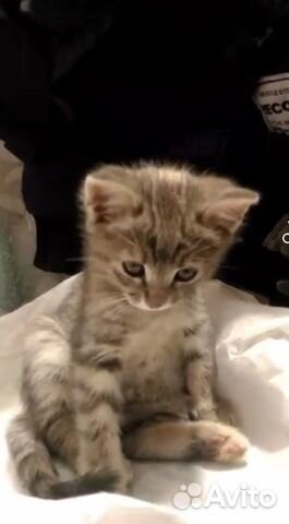 Домашний ухоженный котик ищет дом