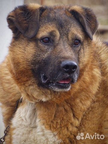 Туча ищет дом