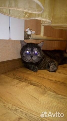 Шотландский скотиш фолд