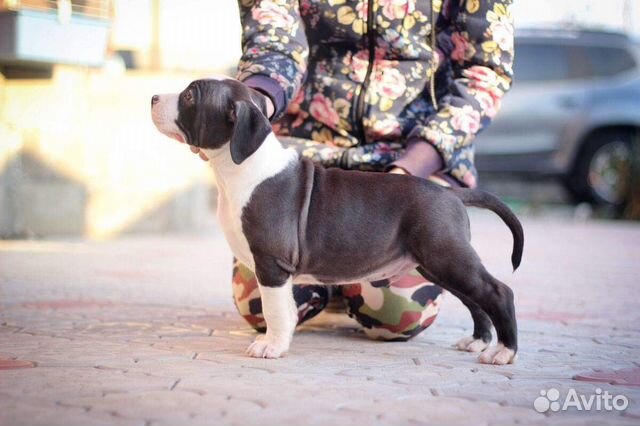 Малыши амстафики