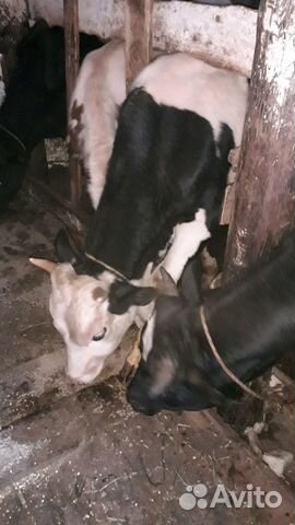 Быки 10ти месячные