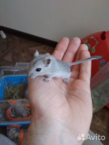 Песчанка