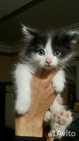 Двухцветный котеночек в поисках дома