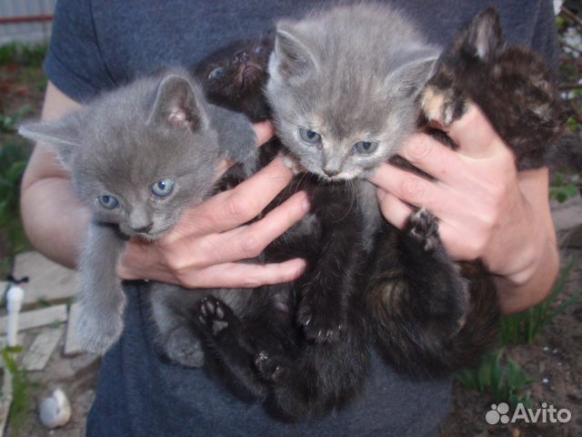 Котята черной кошки