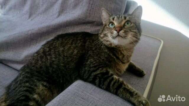 Тима- славный кот, 2 года