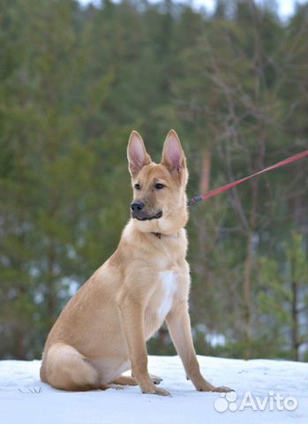 Солнечный щенок Викки