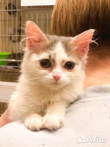 Котёнок