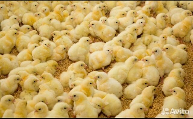 Бролер чешские коб