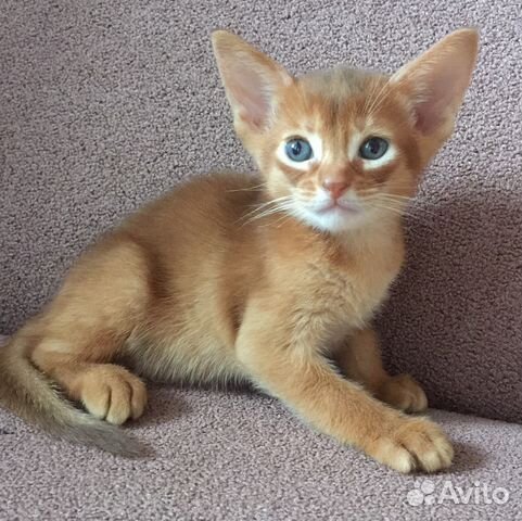 Котик соррель