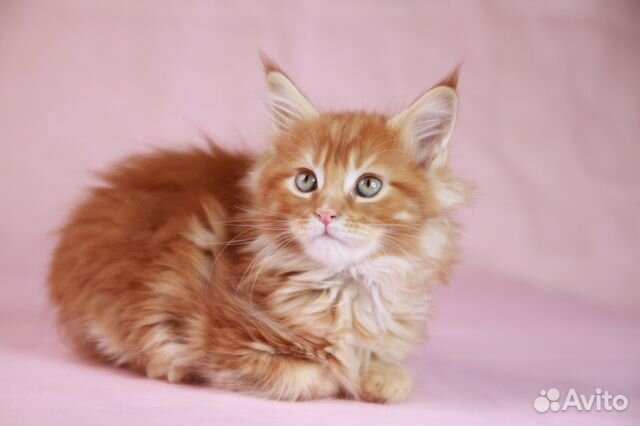 Ласковый котенок мейн-кун